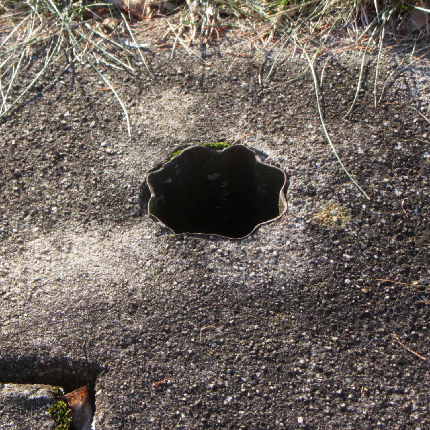 Monthly Image: Frost Growth – The Smell of Molten Projects in the Morning