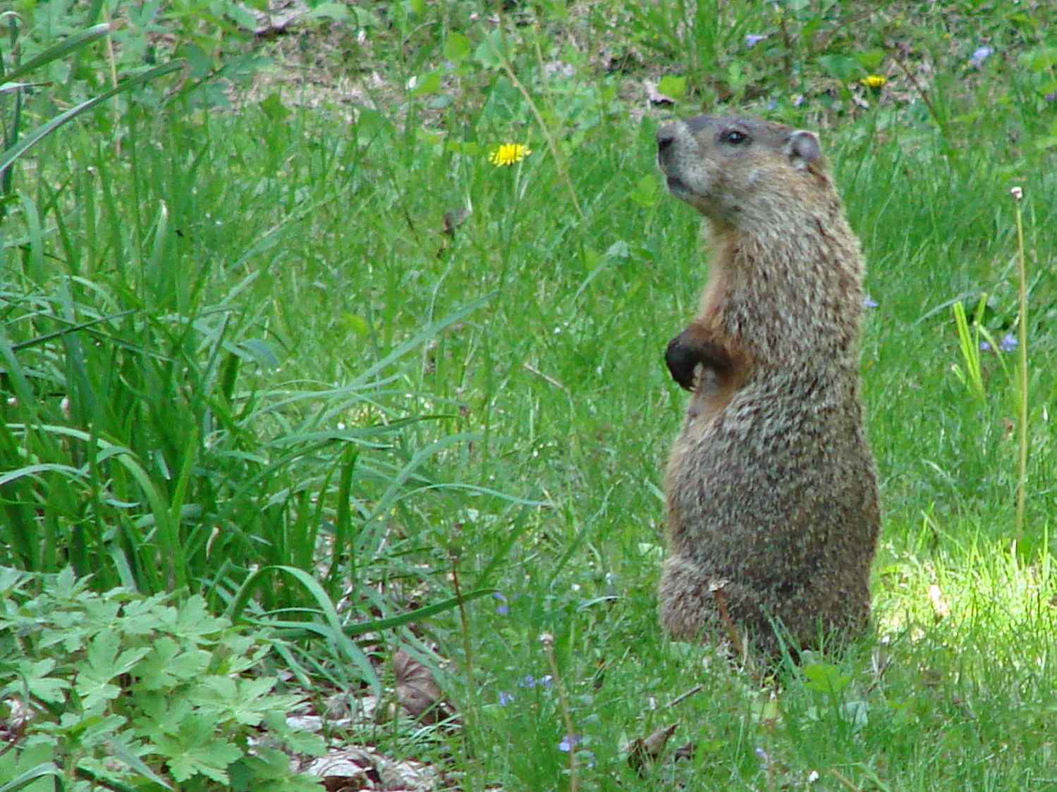 Groundhog on High Alert – The Smell of Molten Projects in the Morning