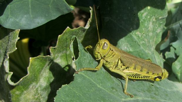 Grasshopper on Broccoli – The Smell of Molten Projects in the Morning
