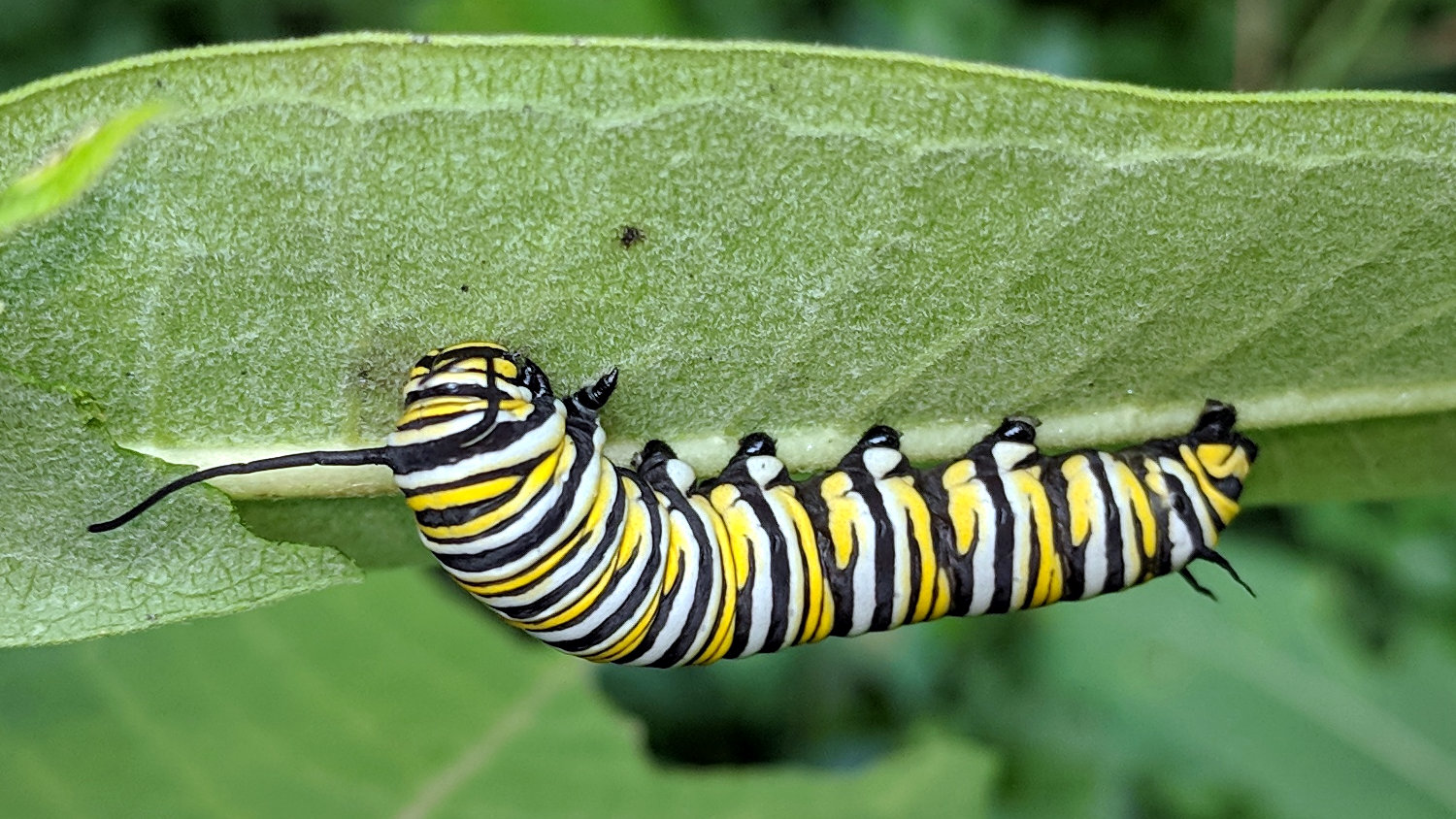 Monthly Science: Monarch Caterpillars! – The Smell of Molten Projects ...