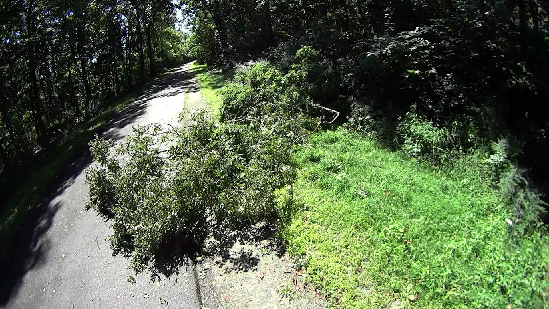 Rail Trail Tree Clearing – The Smell of Molten Projects in the Morning