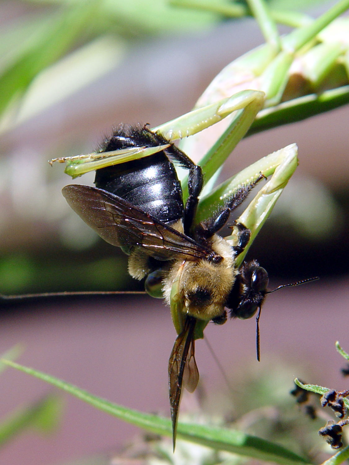 Praying Mantis vs. Bumblebee – The Smell of Molten Projects in the Morning