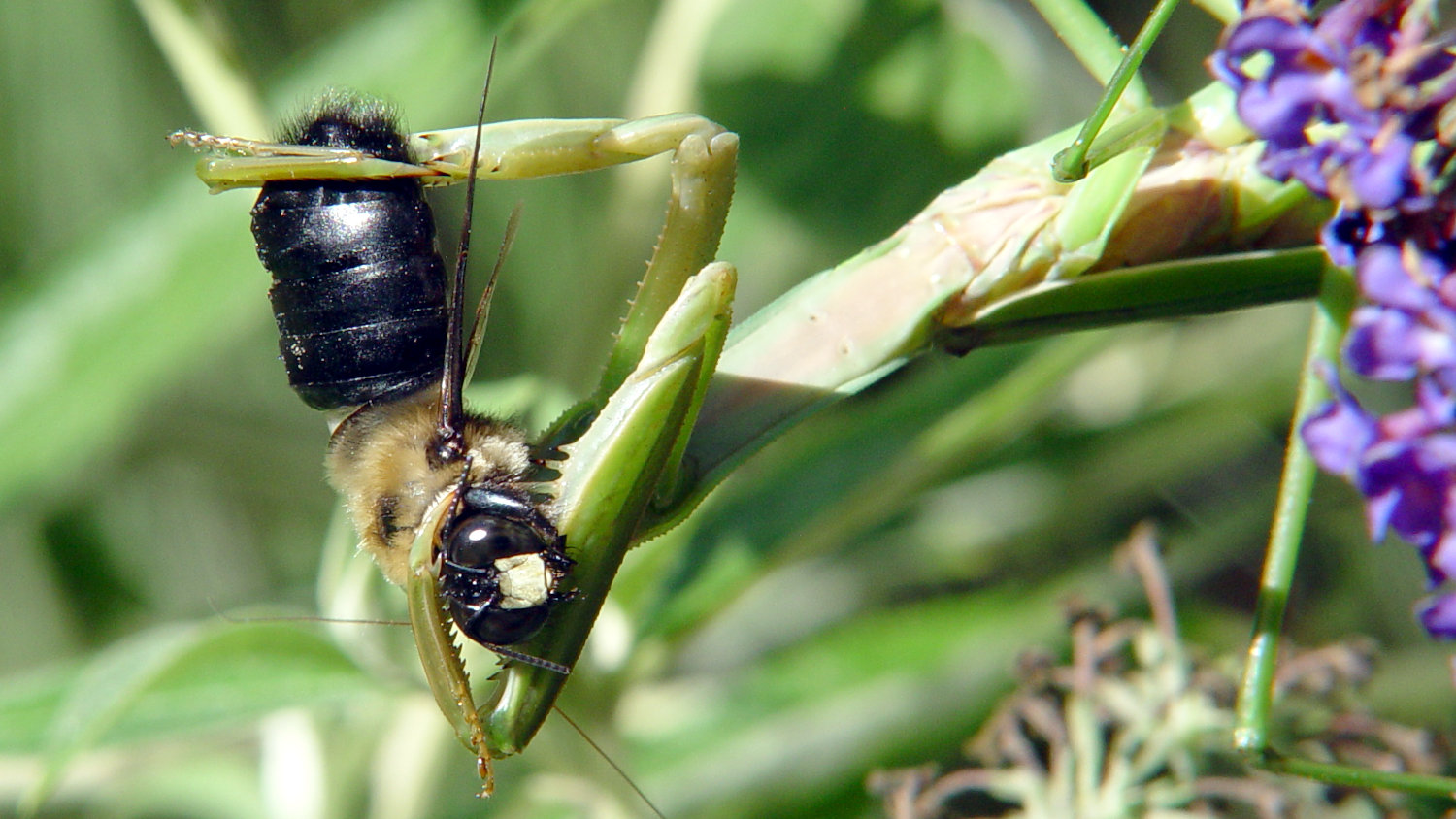 Praying Mantis vs. Bumblebee – The Smell of Molten Projects in the Morning