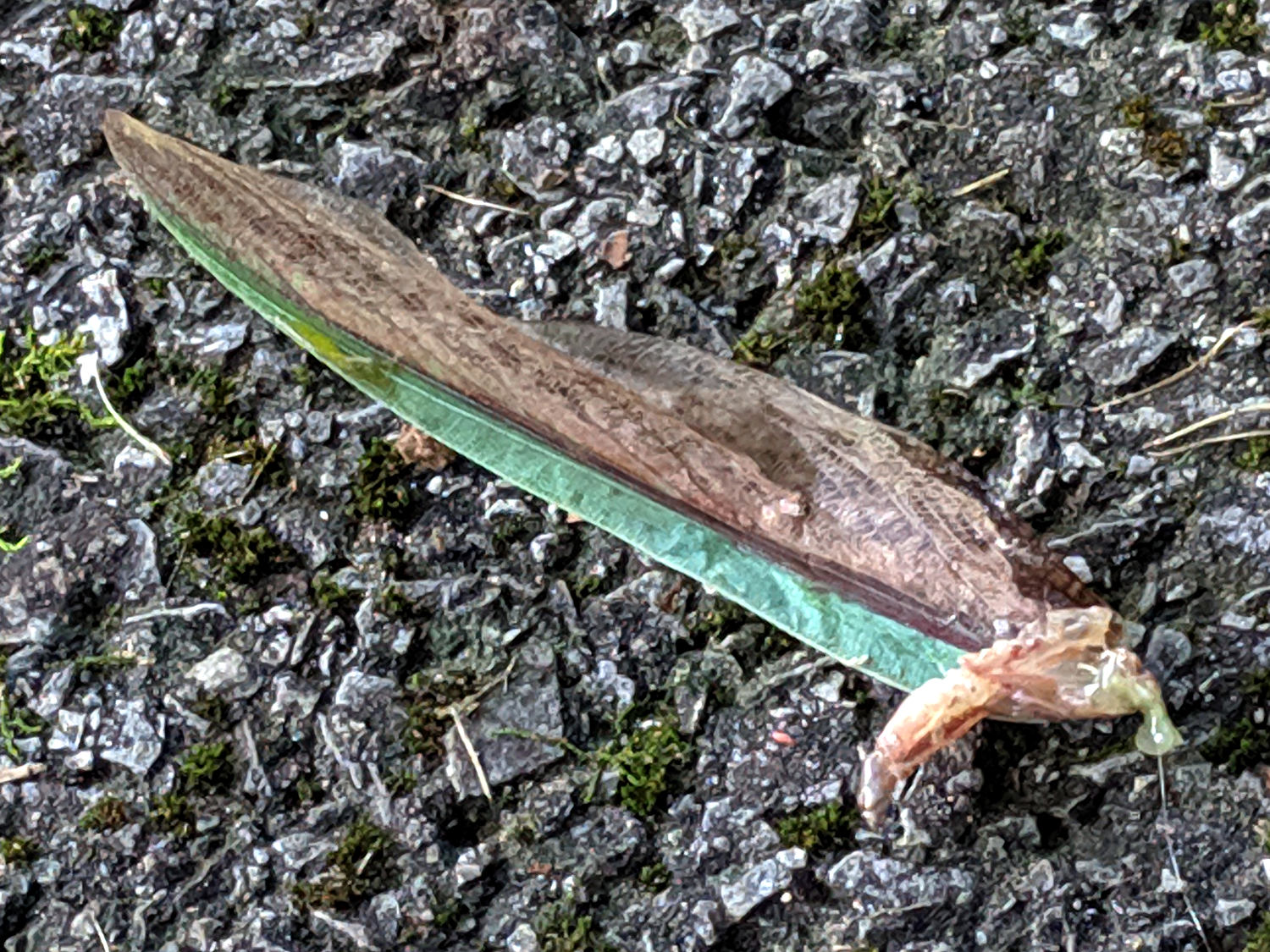 Hawk vs. Praying Mantis – The Smell of Molten Projects in the Morning