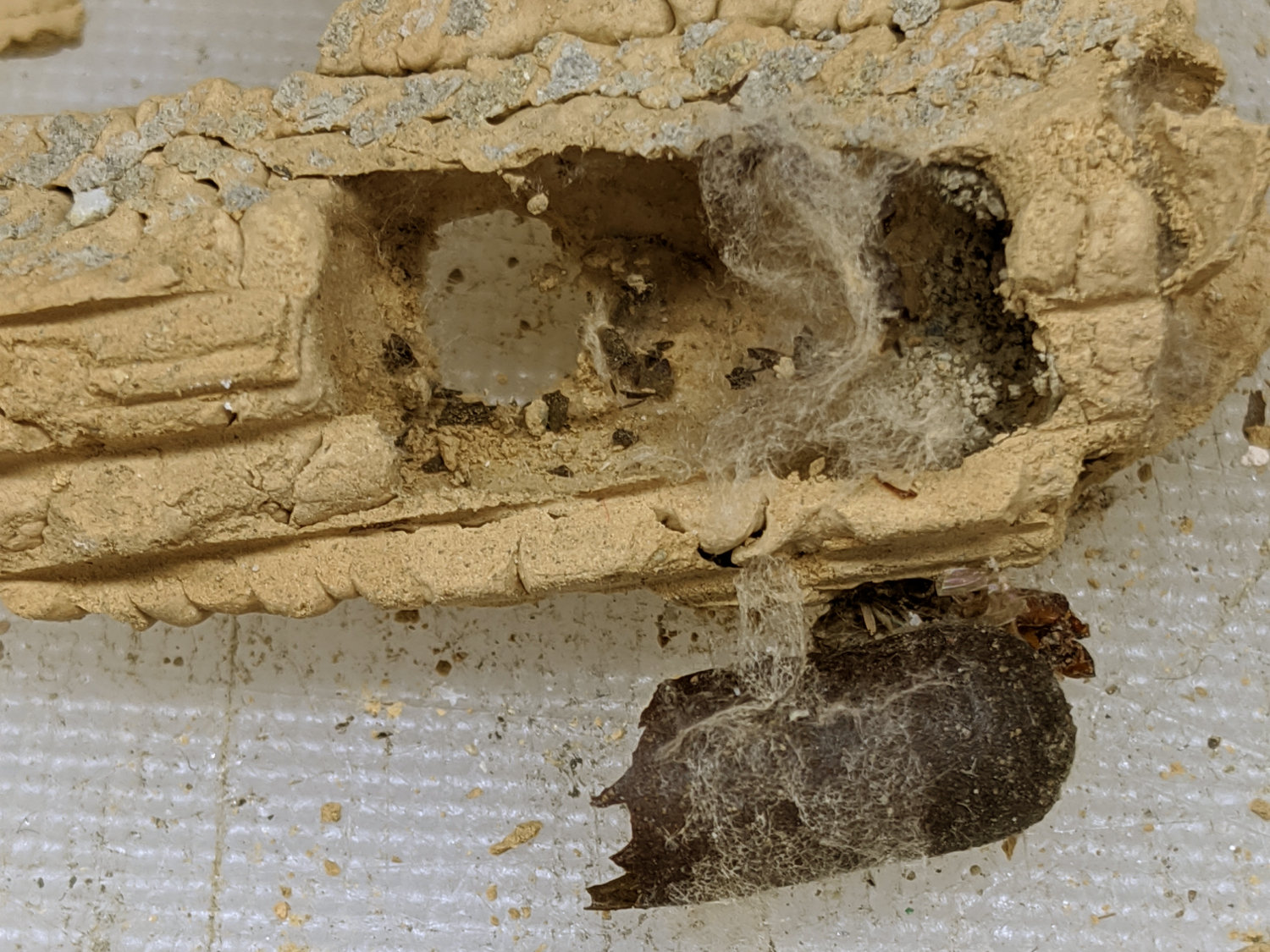 Monthly Science: Organ Pipe Mud Dauber Wasp Nest Disassembly – The ...