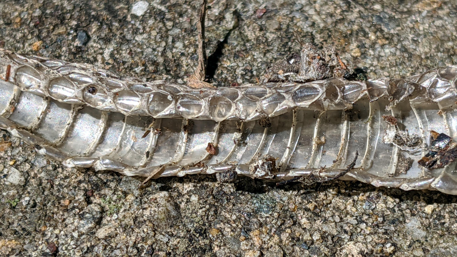 Snakeskin – The Smell of Molten Projects in the Morning