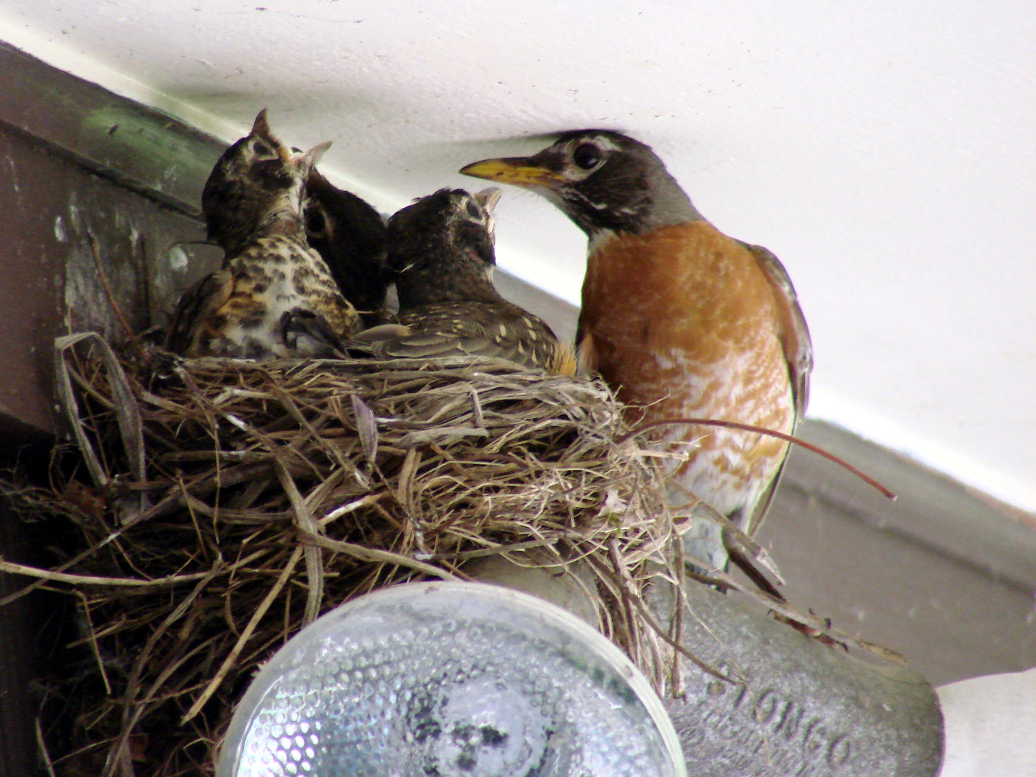Robin Nest: Fledging Day – The Smell of Molten Projects in the Morning