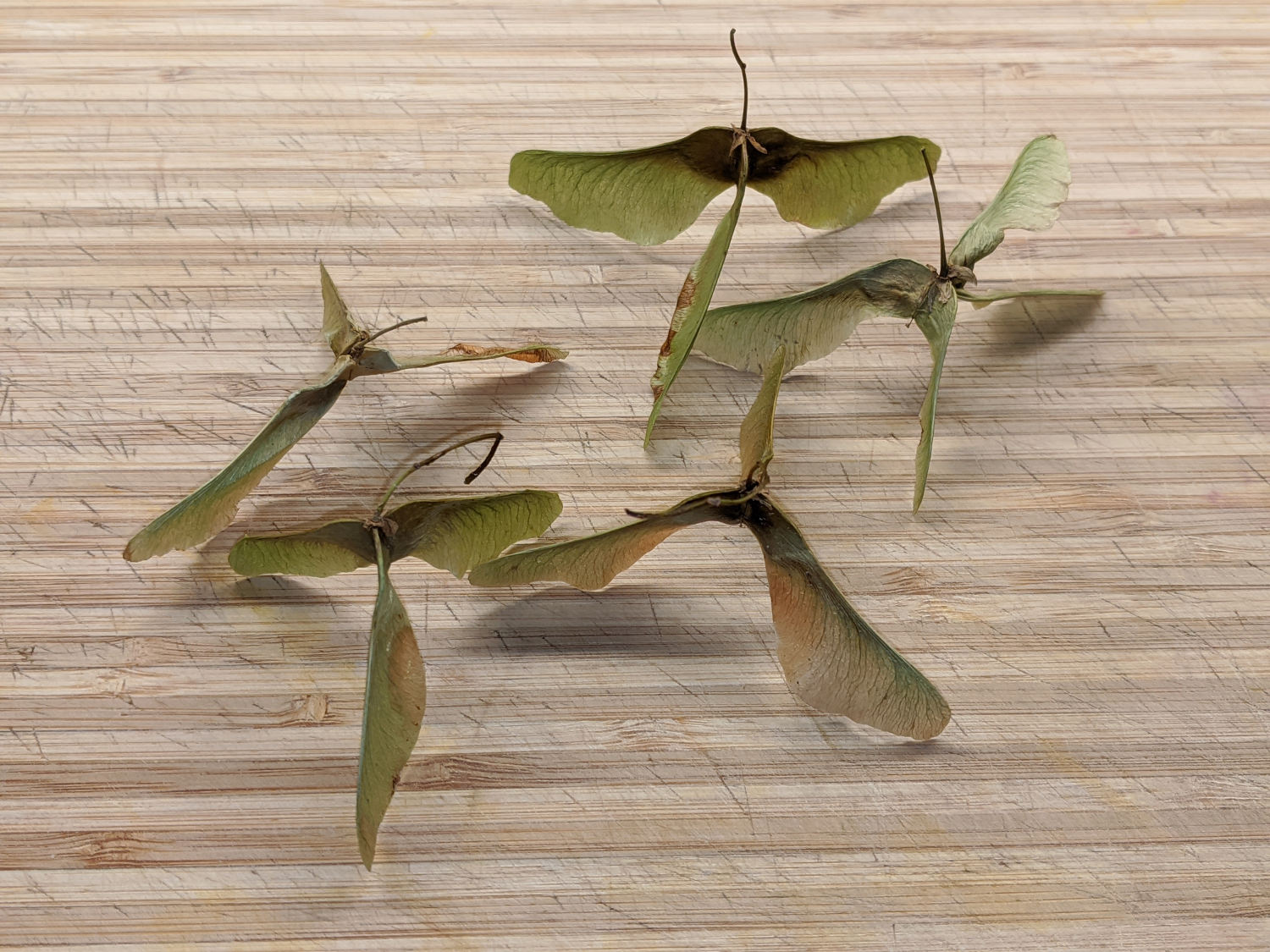 Maple Samaras – The Smell of Molten Projects in the Morning