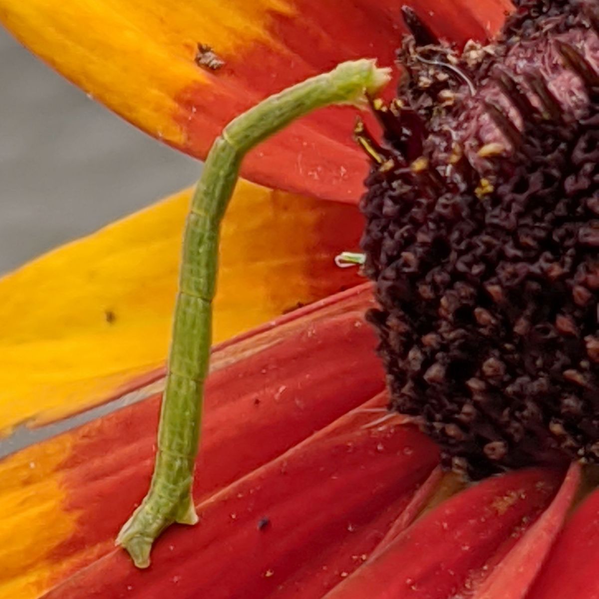 Monthly Science: Inchworms – The Smell of Molten Projects in the Morning