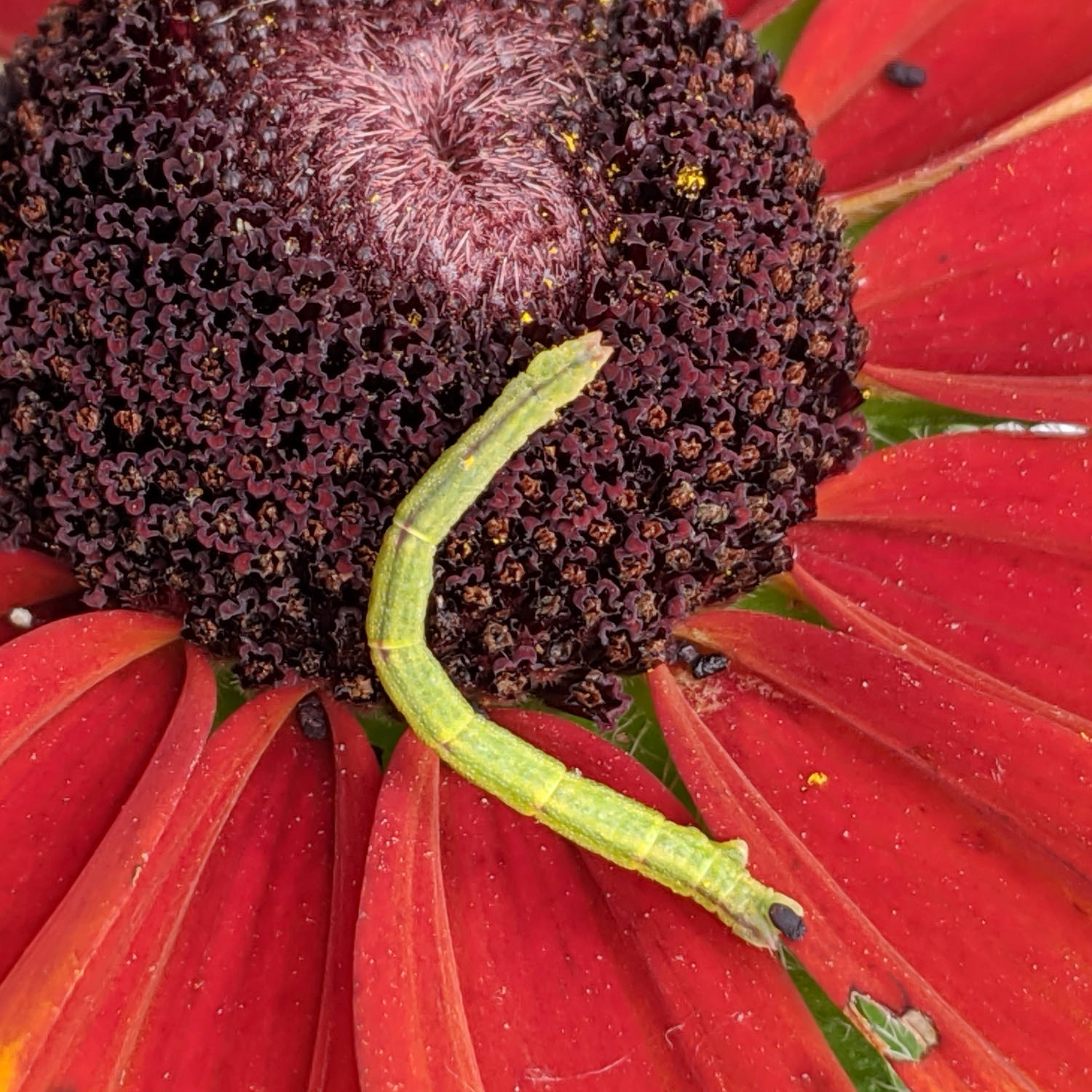 Monthly Science: Inchworms – The Smell of Molten Projects in the Morning