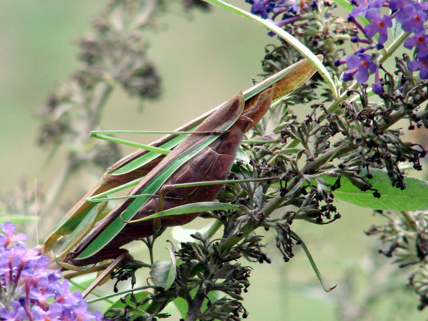 Monthly Image: Mantis Mating – The Smell of Molten Projects in the Morning