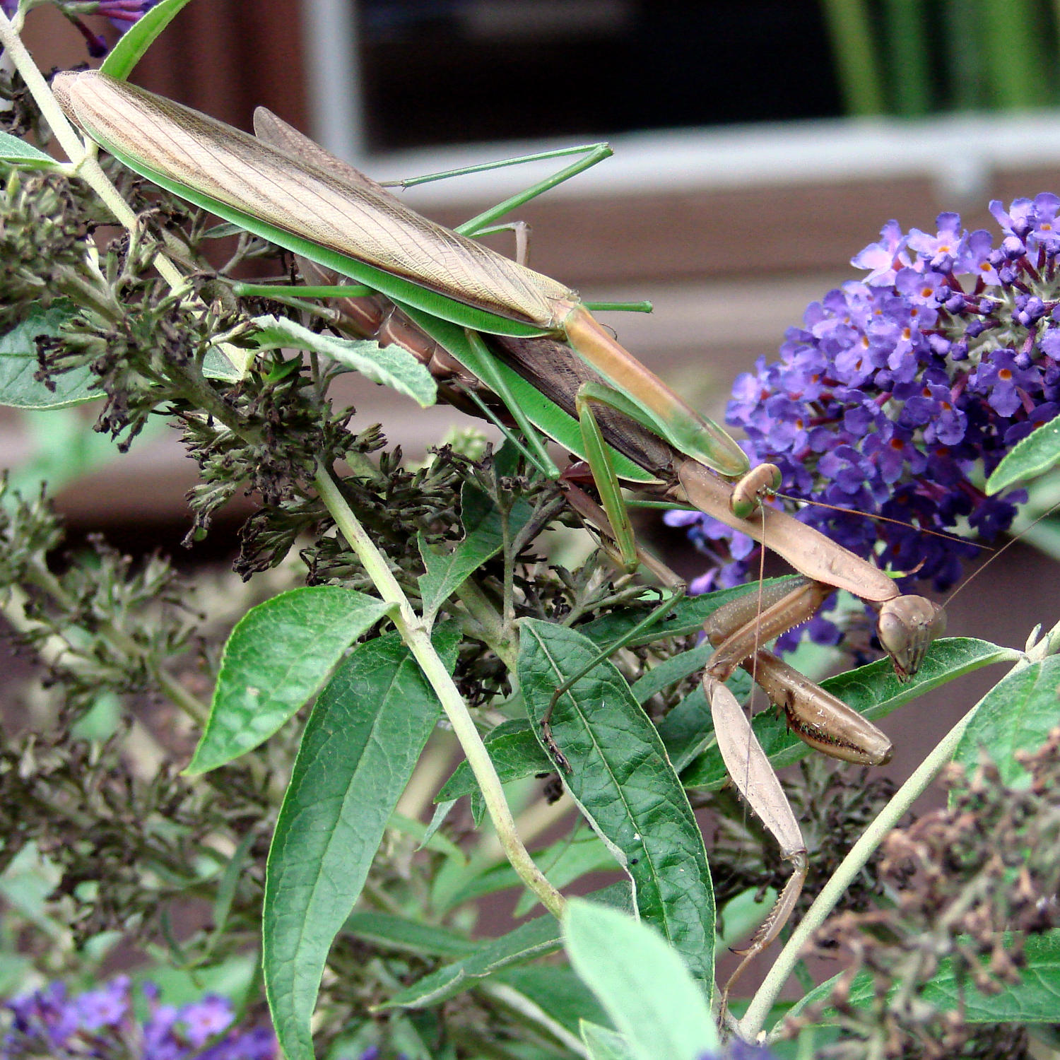 Monthly Image: Mantis Mating – The Smell of Molten Projects in the Morning