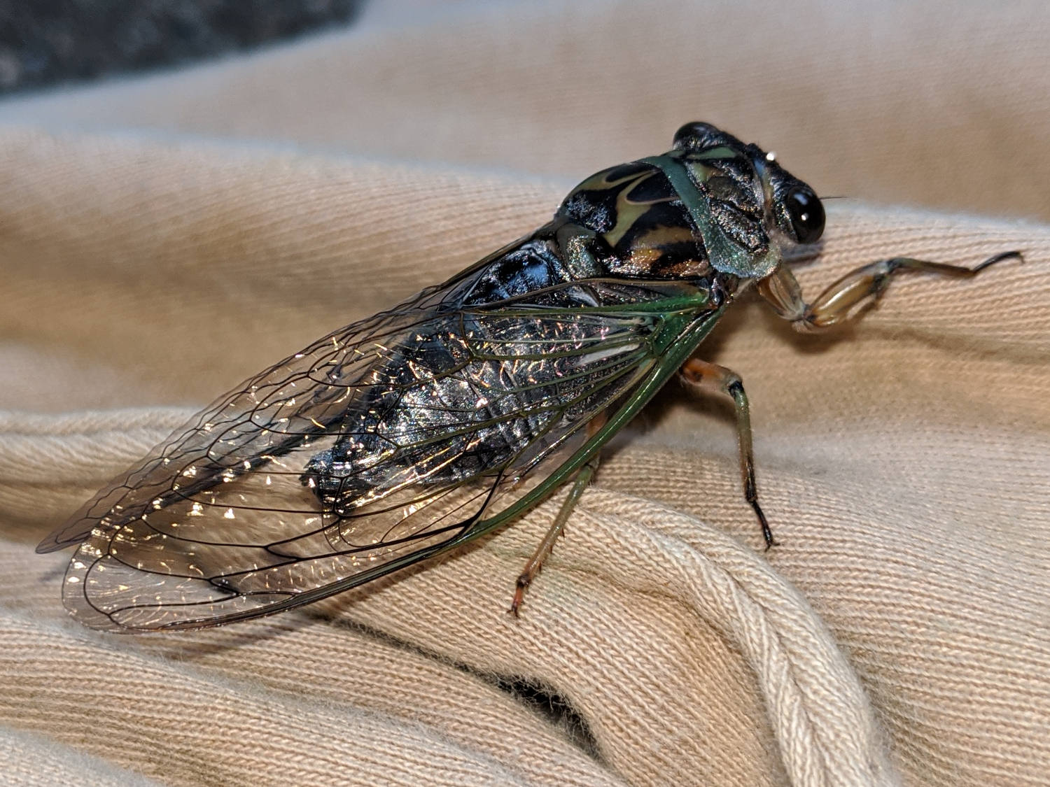 Cicada Time – The Smell of Molten Projects in the Morning