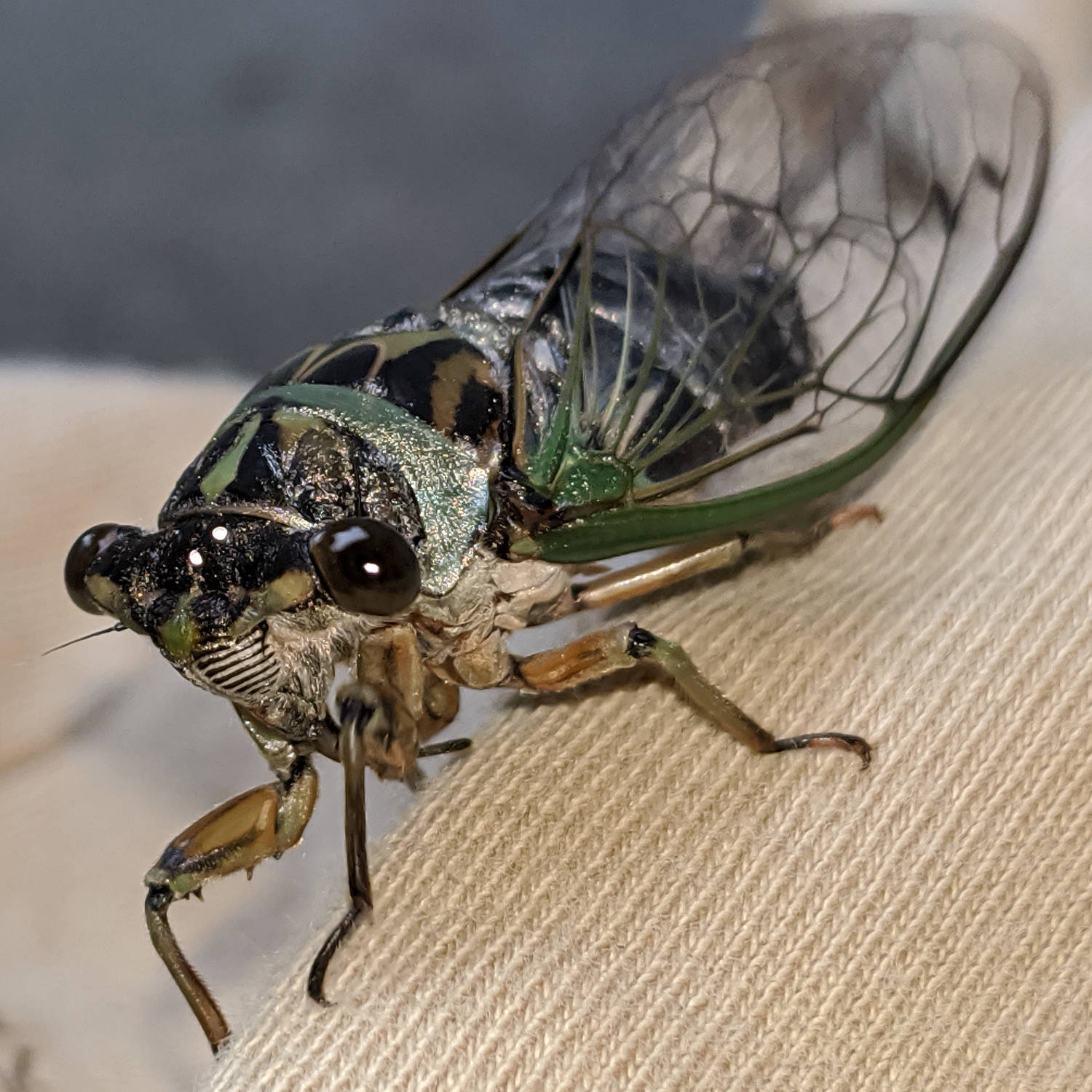 Cicada Time – The Smell of Molten Projects in the Morning