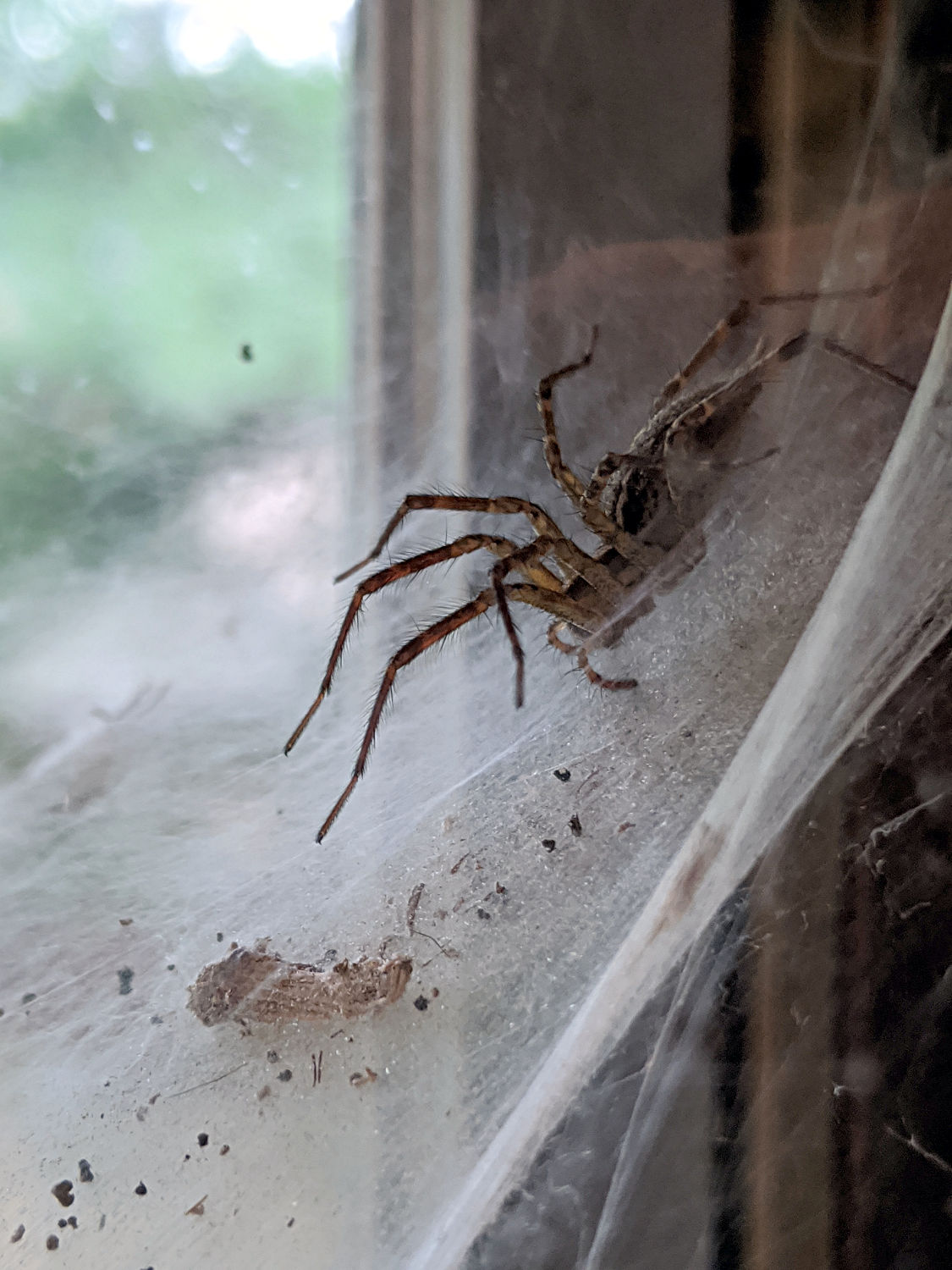 Funnel Web Spiders – The Smell of Molten Projects in the Morning