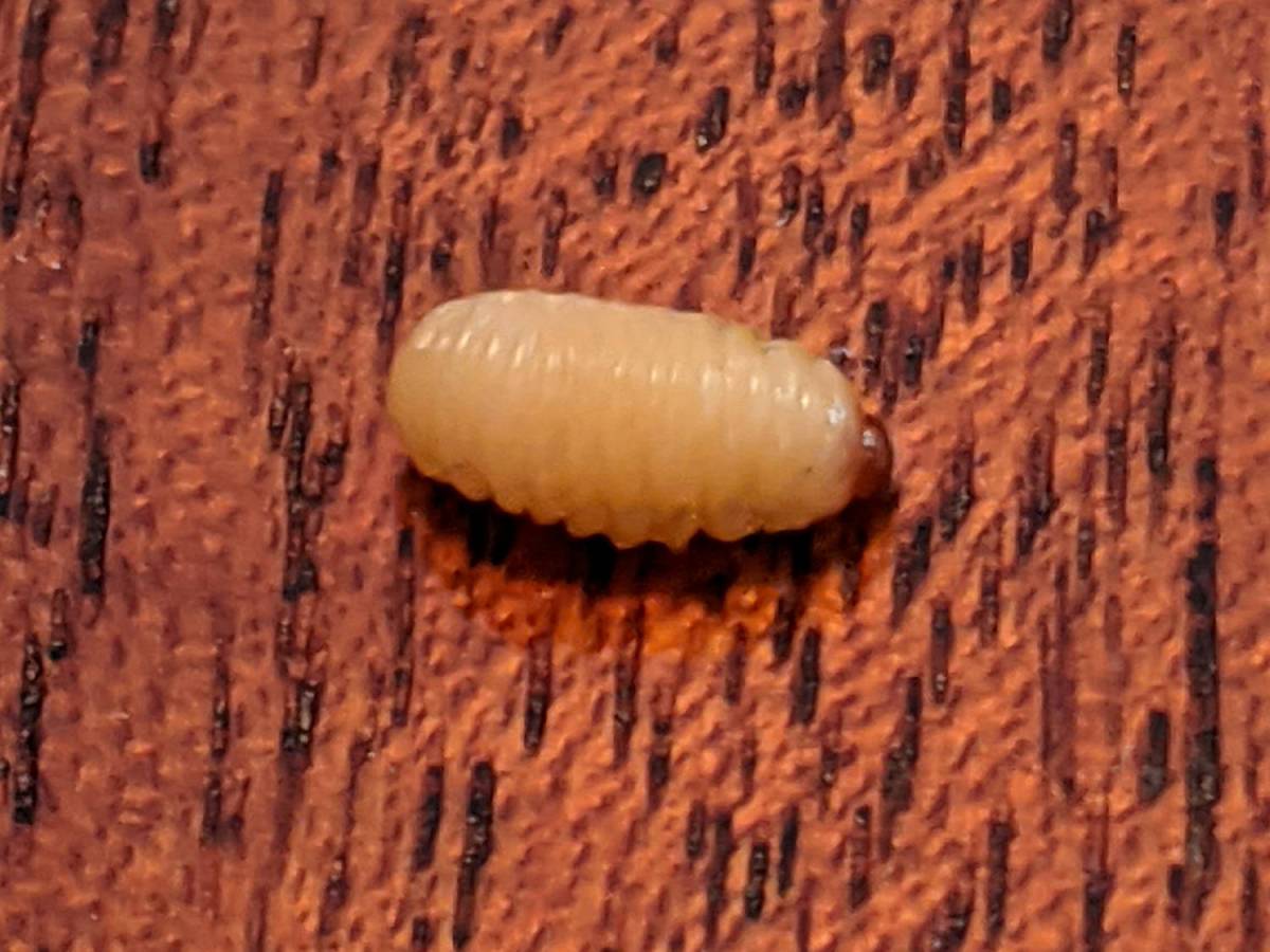 Chestnut Parasites – The Smell of Molten Projects in the Morning