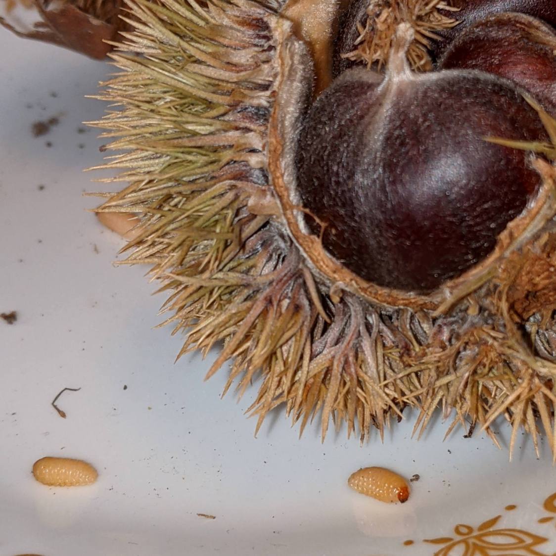 Chestnut Parasites – The Smell of Molten Projects in the Morning