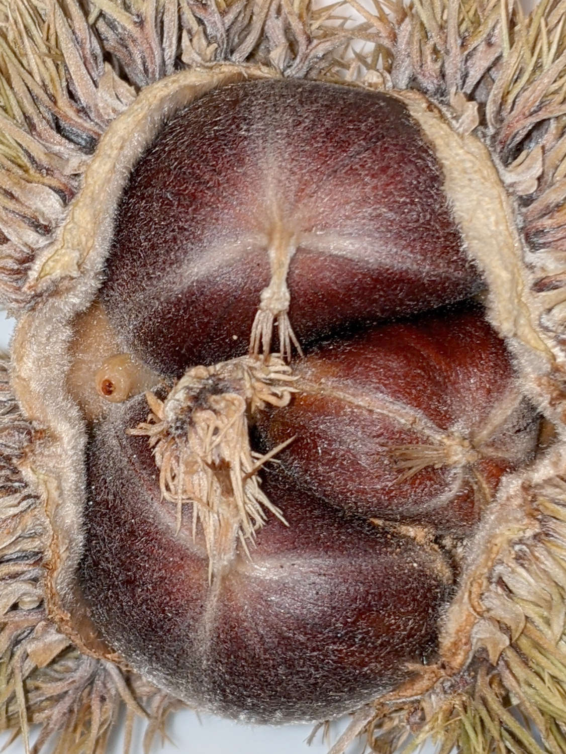 Chestnut Parasites – The Smell of Molten Projects in the Morning