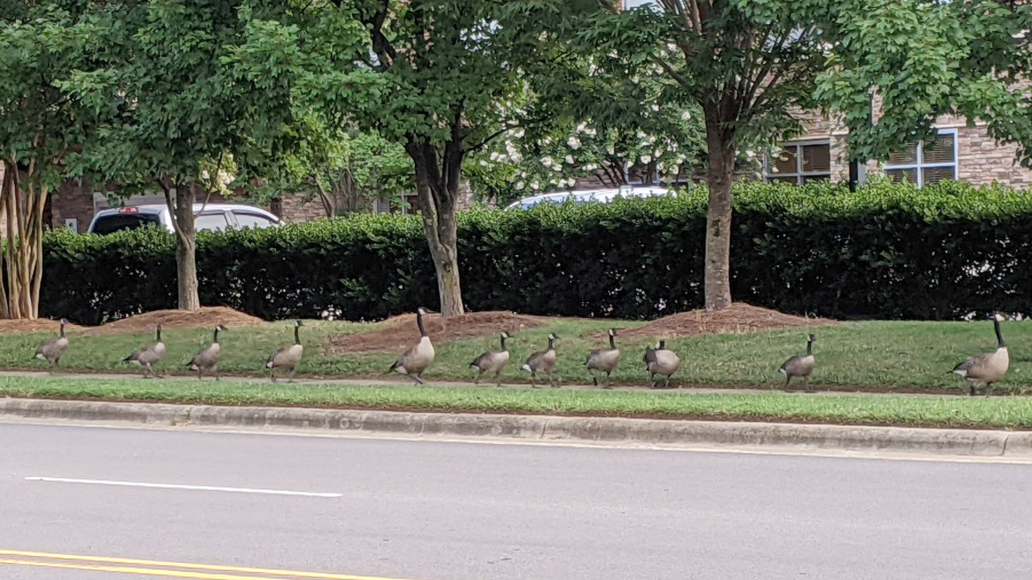 Goose Parade – The Smell of Molten Projects in the Morning