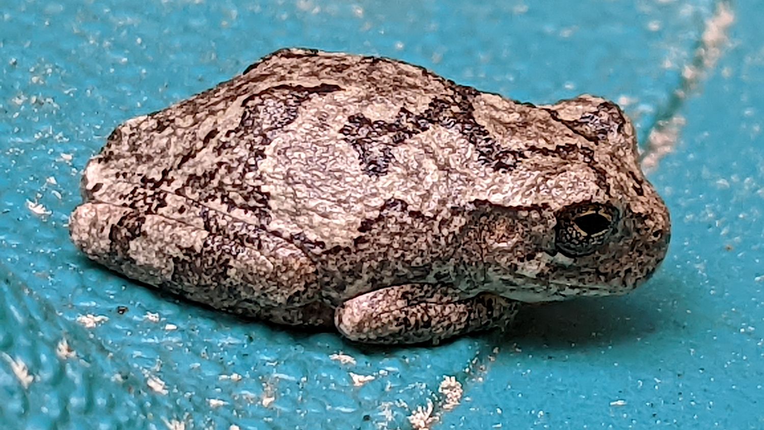 Tree Frog Season – The Smell of Molten Projects in the Morning