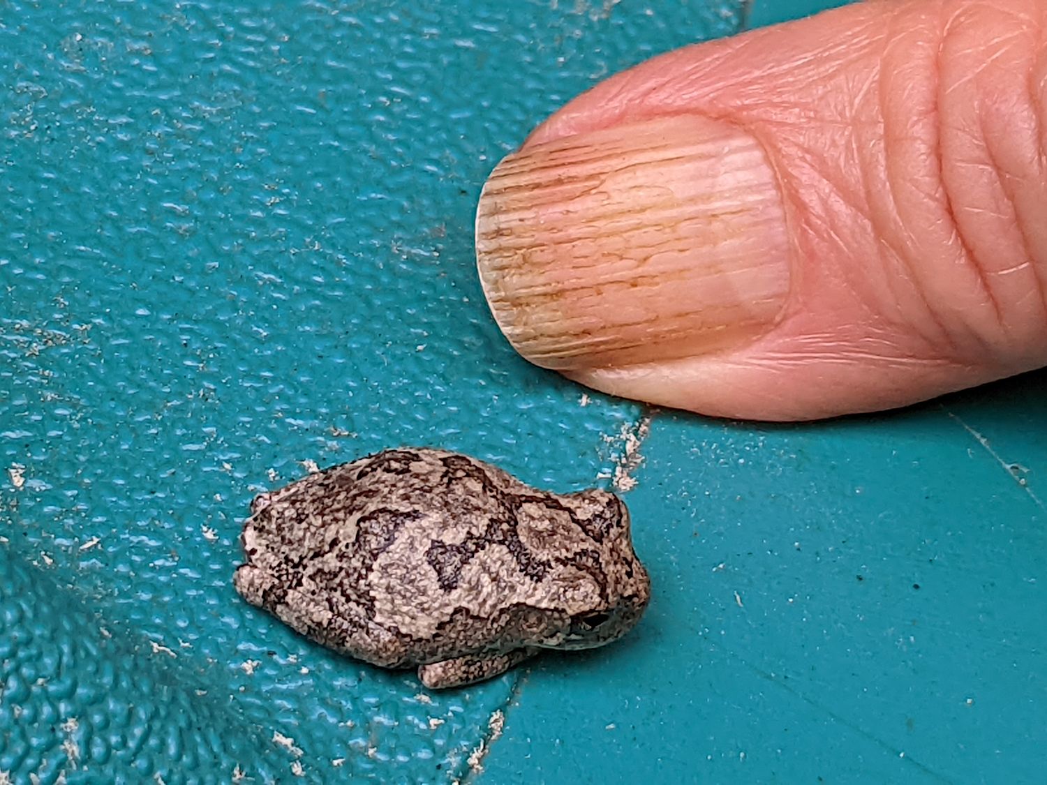 Tree Frog Season – The Smell of Molten Projects in the Morning