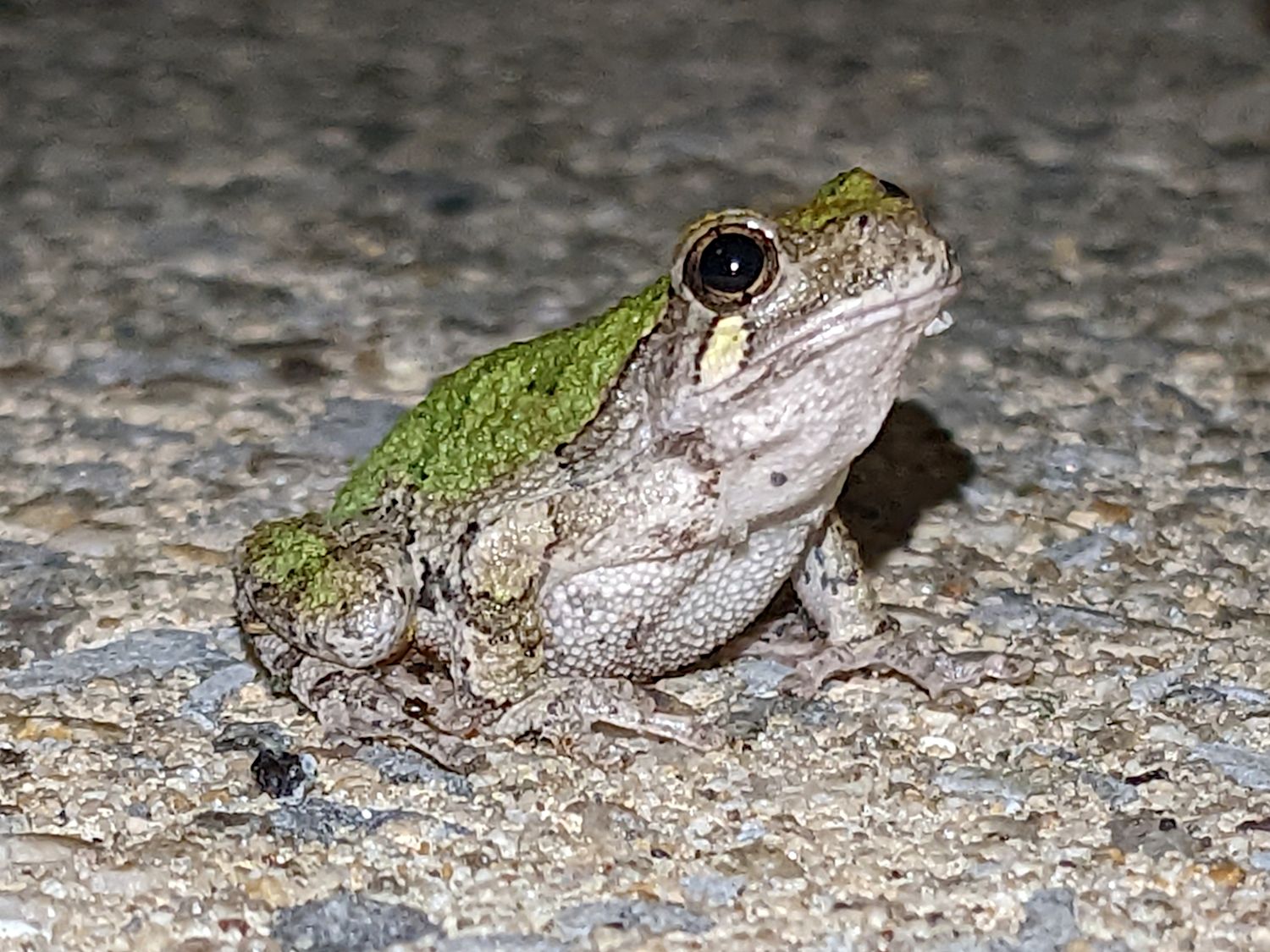 Tree Frog Season – The Smell of Molten Projects in the Morning
