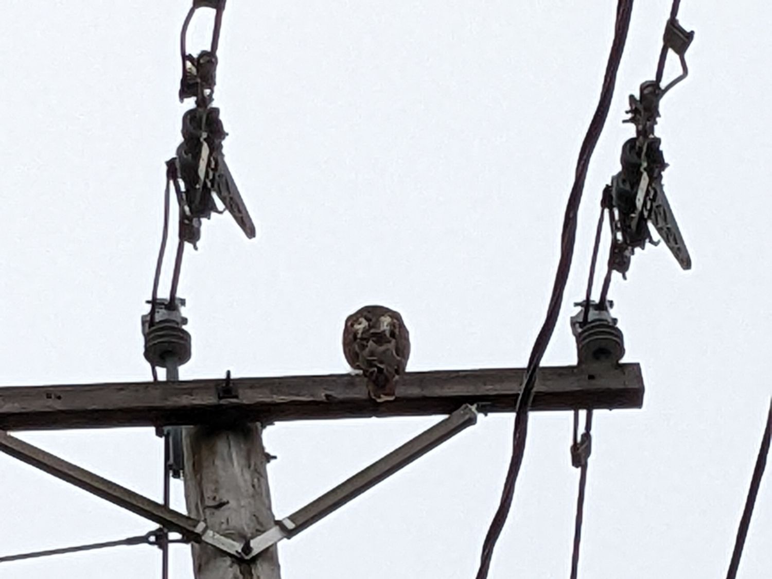 Red Oaks Mill Eagle – The Smell of Molten Projects in the Morning