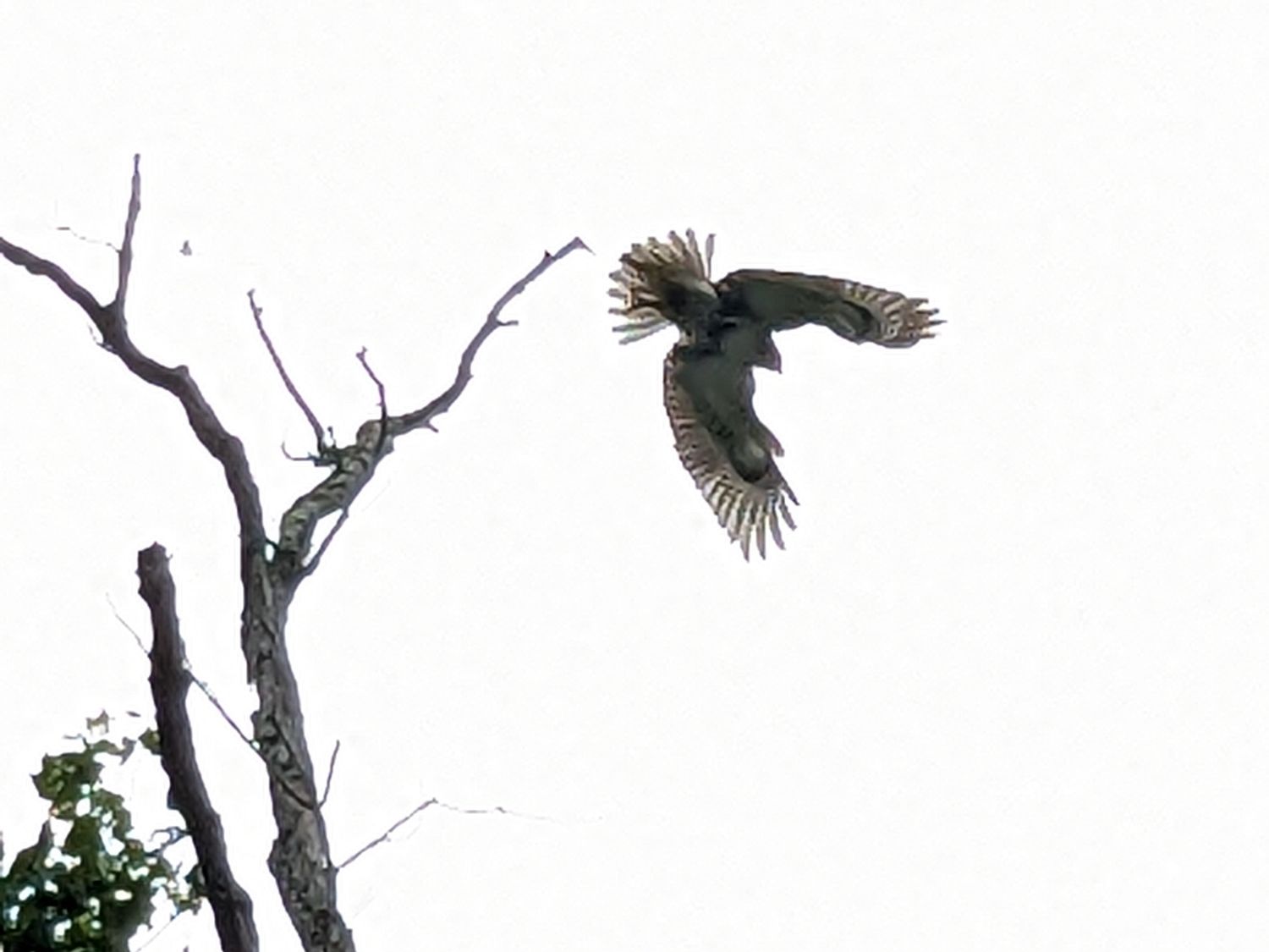 Red Oaks Mill Eagle – The Smell of Molten Projects in the Morning