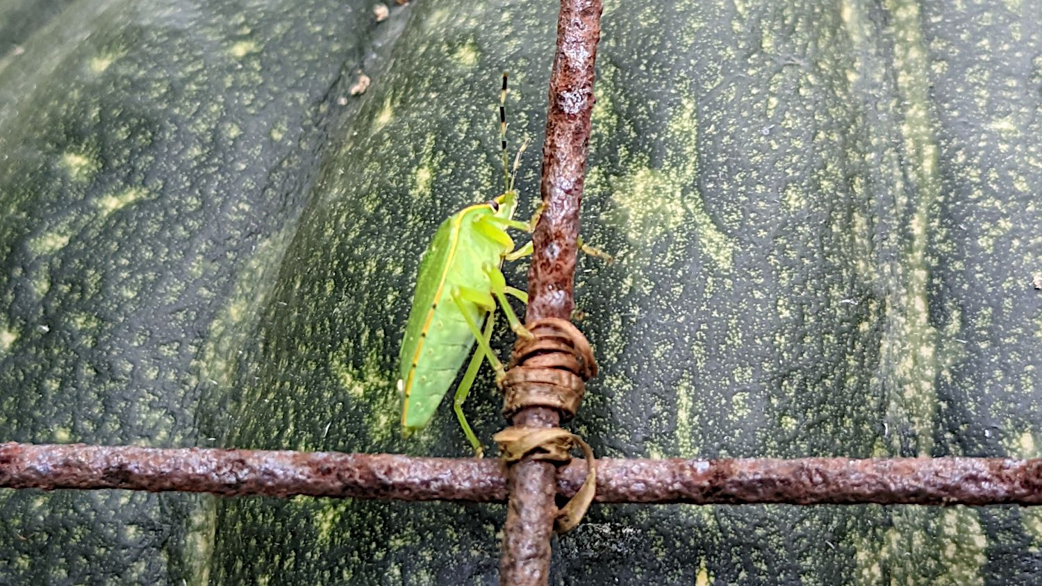 Squash Frog – The Smell of Molten Projects in the Morning