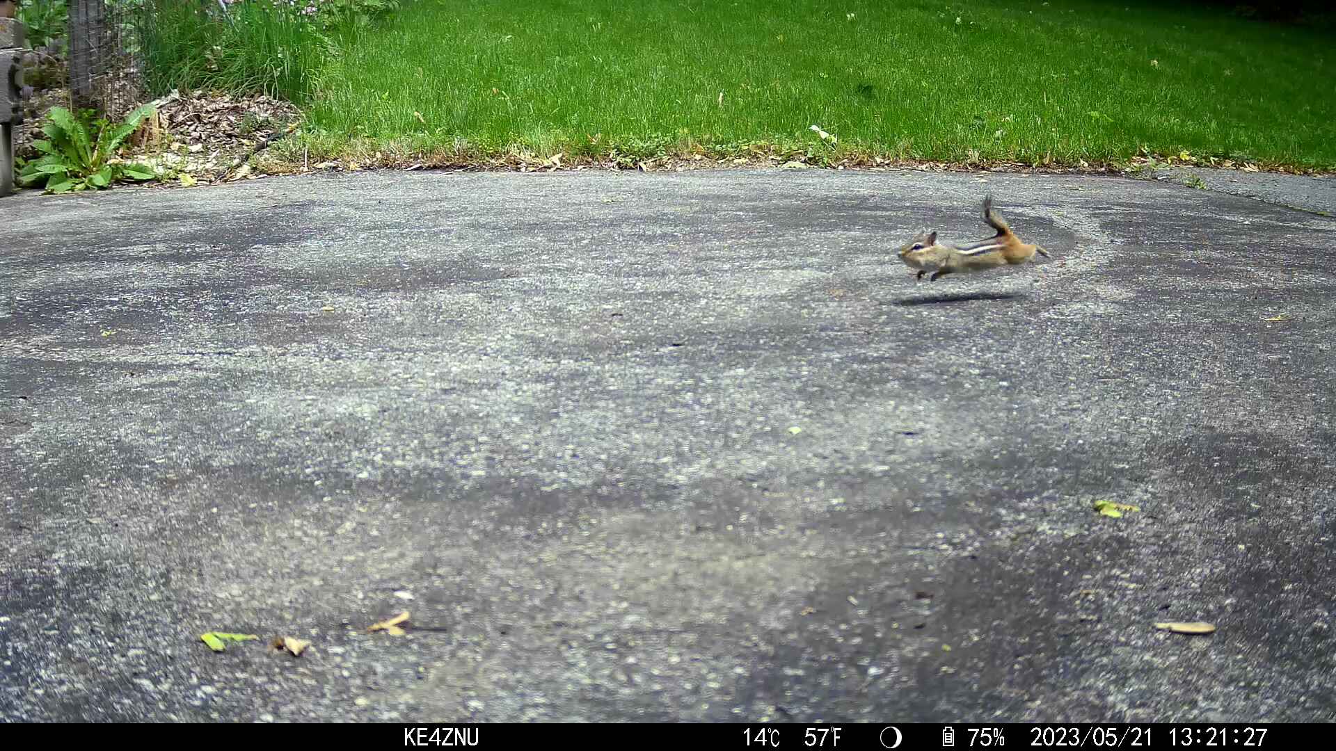 Chipmunk Sprint Speed – The Smell of Molten Projects in the Morning