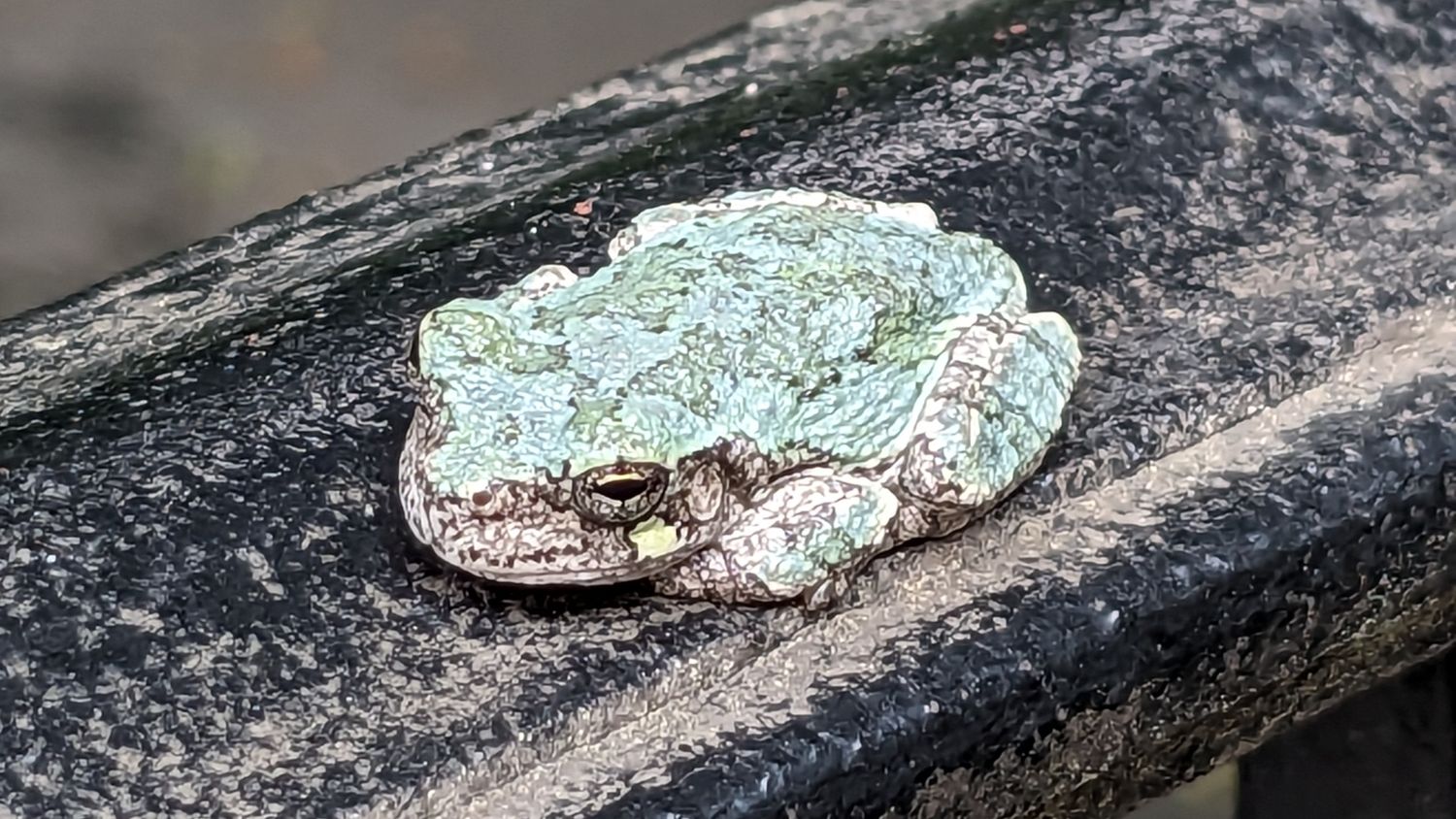 Tree Frog: I Know What I Like – The Smell of Molten Projects in the Morning