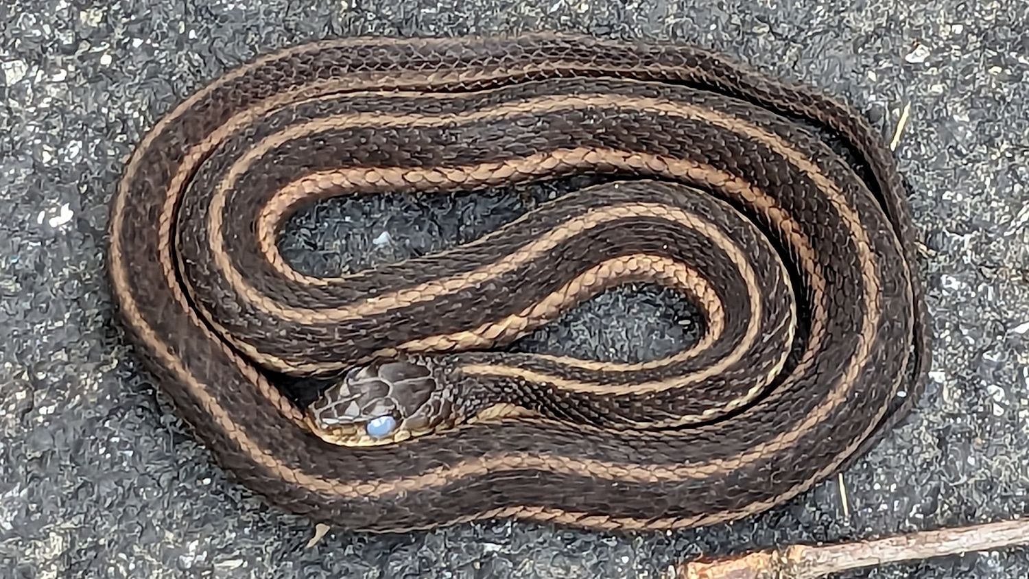 Garter Snake: Garbage Can Guardian – The Smell of Molten Projects in ...