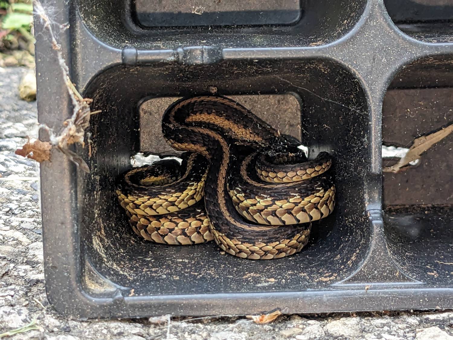 Garter Snake: Garage Door Refuge – The Smell of Molten Projects in the ...