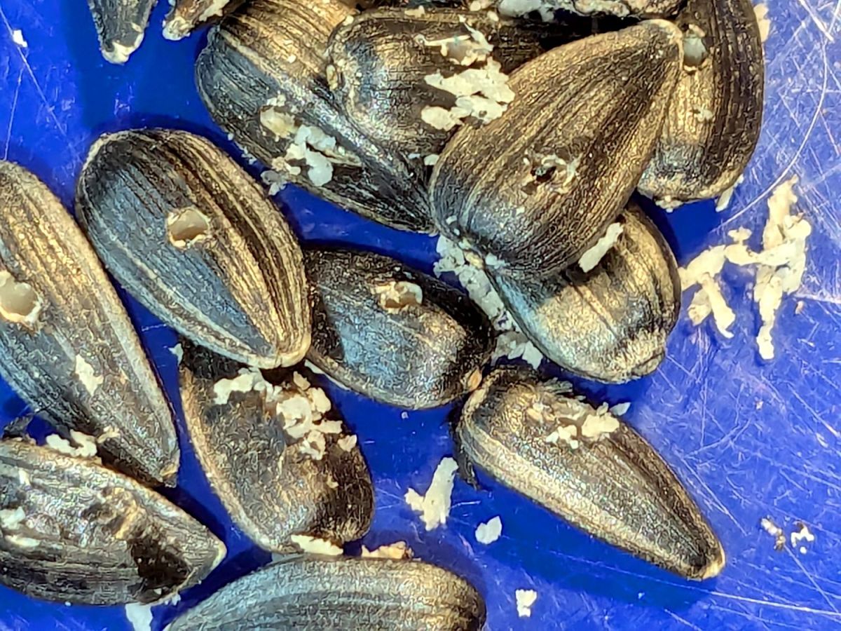 Drilled Sunflower Seeds – The Smell of Molten Projects in the Morning