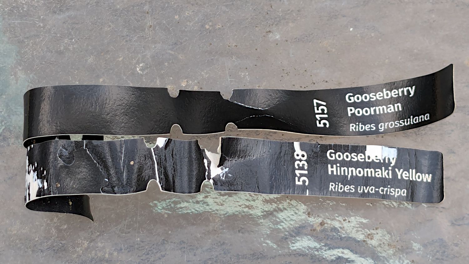 Laser Test Paper: Plant Label Testing – The Smell of Molten Projects in ...